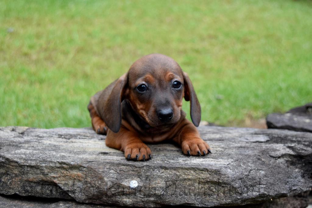 wilson1 | Graber Ranch